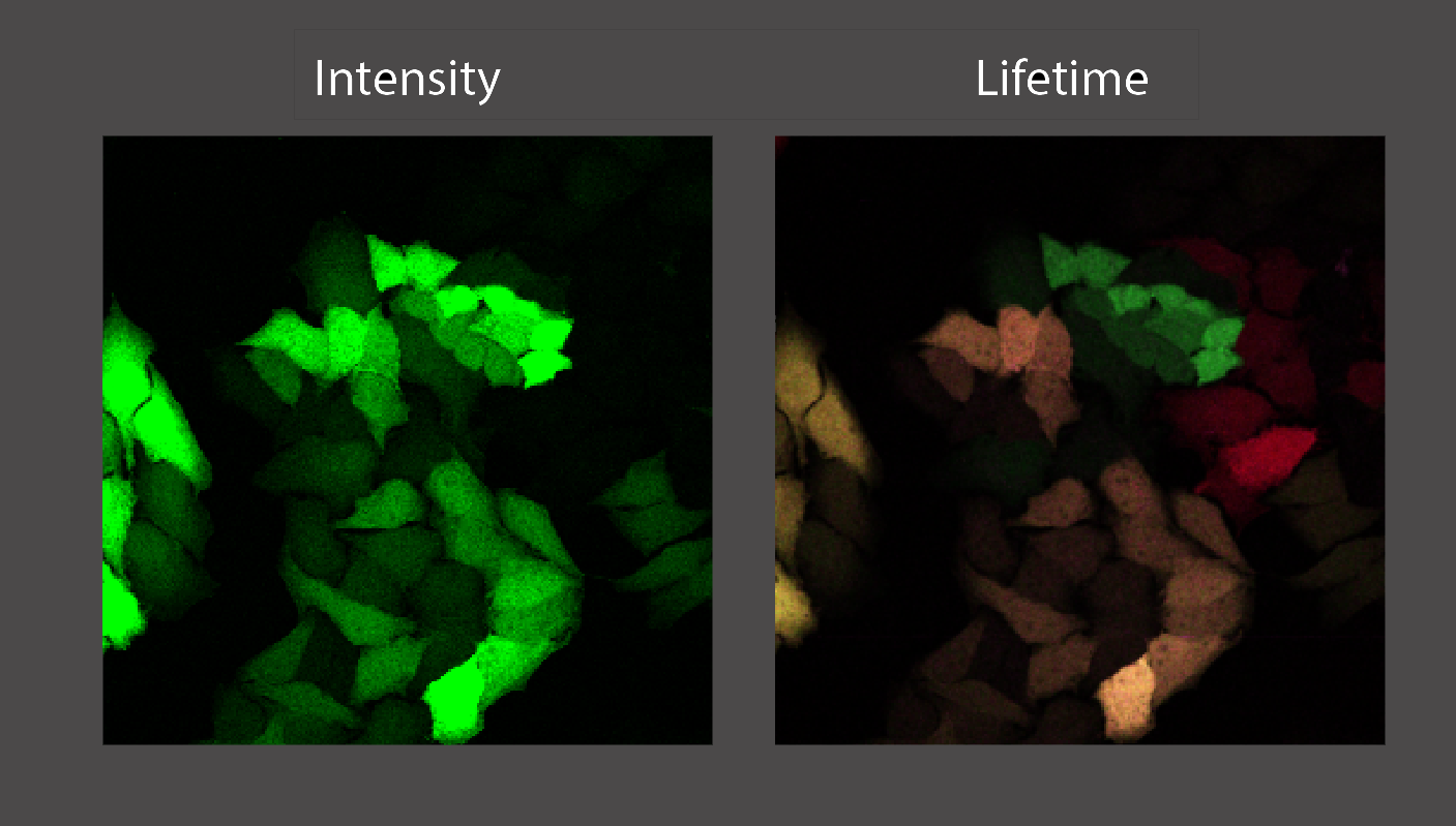 FRET/FLIM microscopy to analyze androgen receptor dimerization and ...